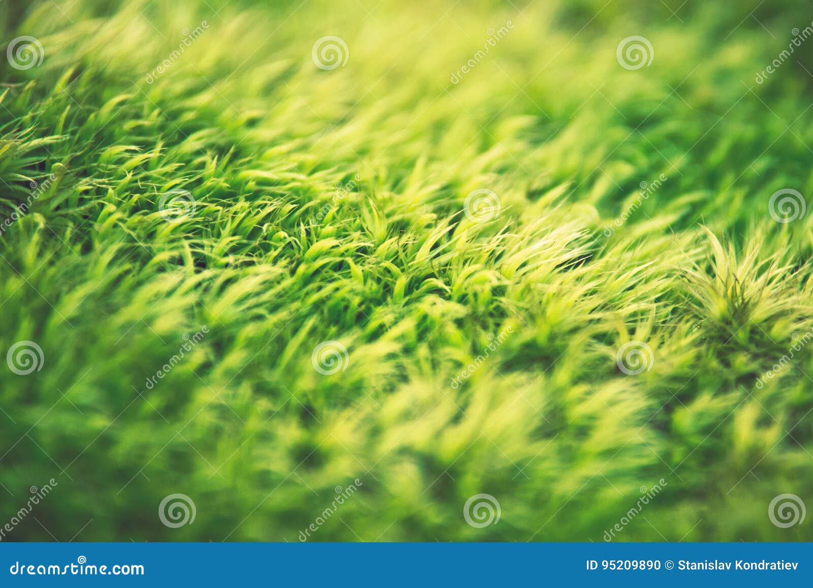 Green moss field stock photo. Image of spring, moss, plant - 95209890