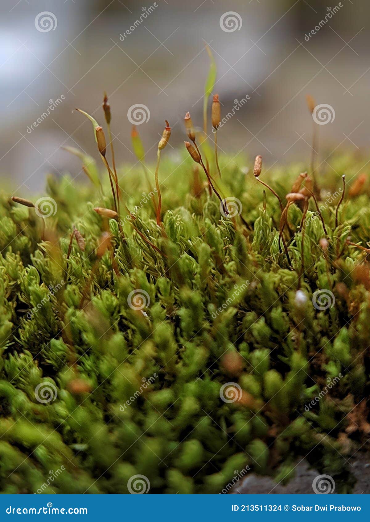Green Moss Flower on the Tree Stock Photo - Image of soil, grass: 213511324