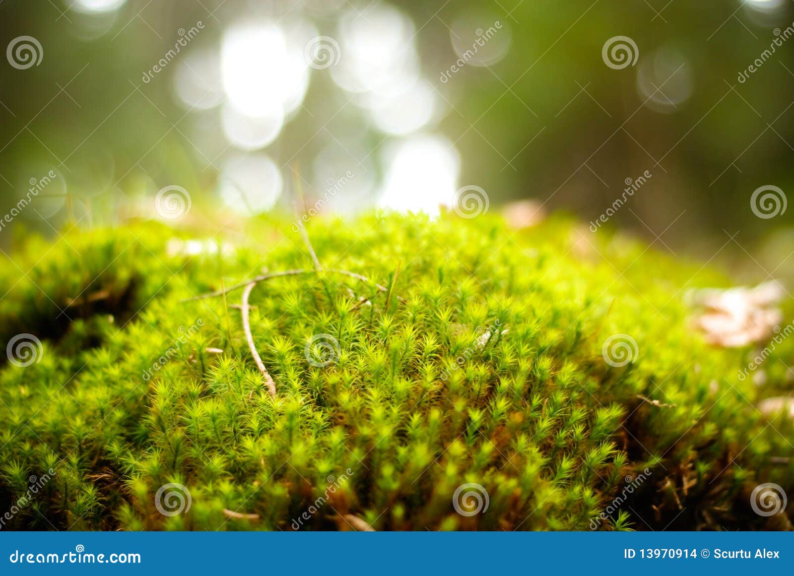 Green moss forest stock photo. Image of landscape, macro - 13970914
