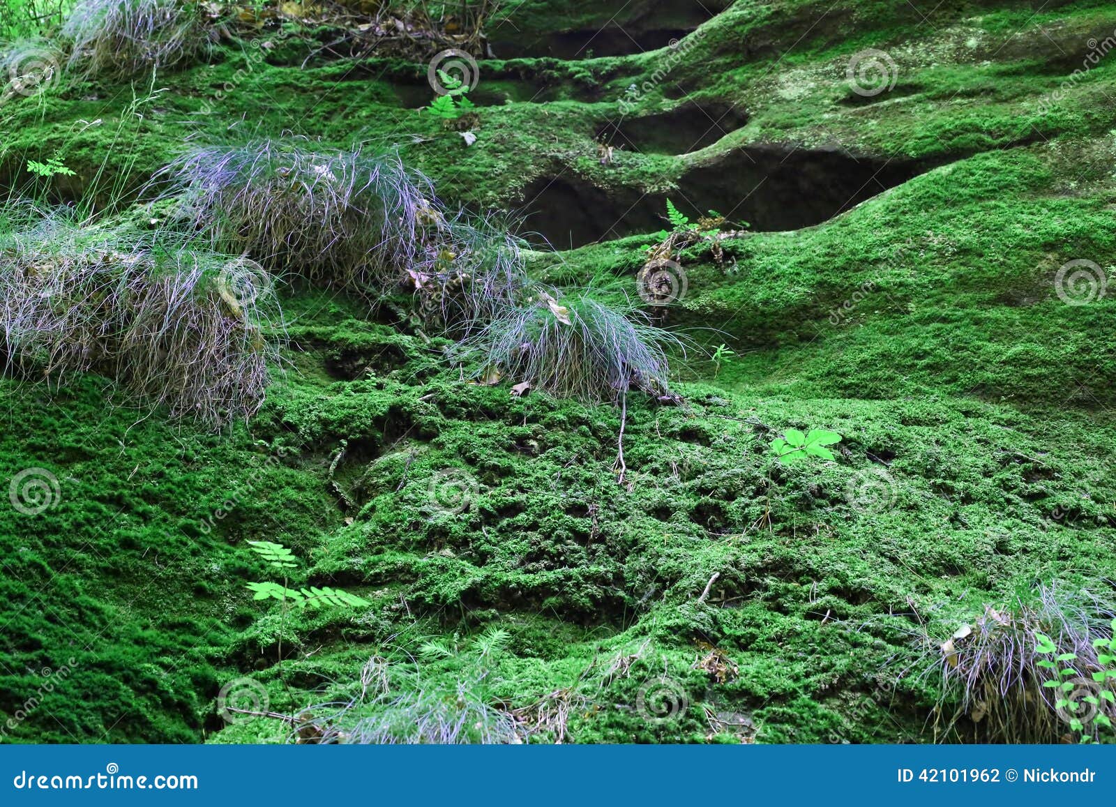 Green moss in the forest stock photo. Image of mossy - 42101962