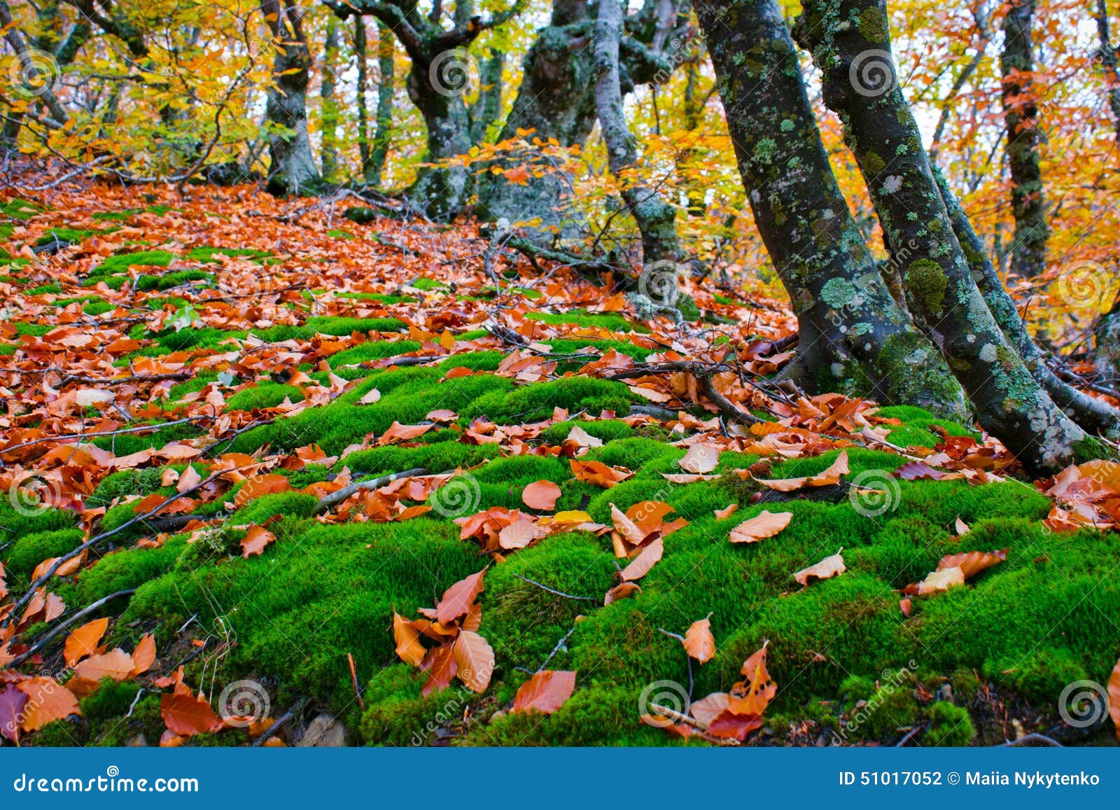 Green moss in the forest stock photo. Image of plants - 51017052