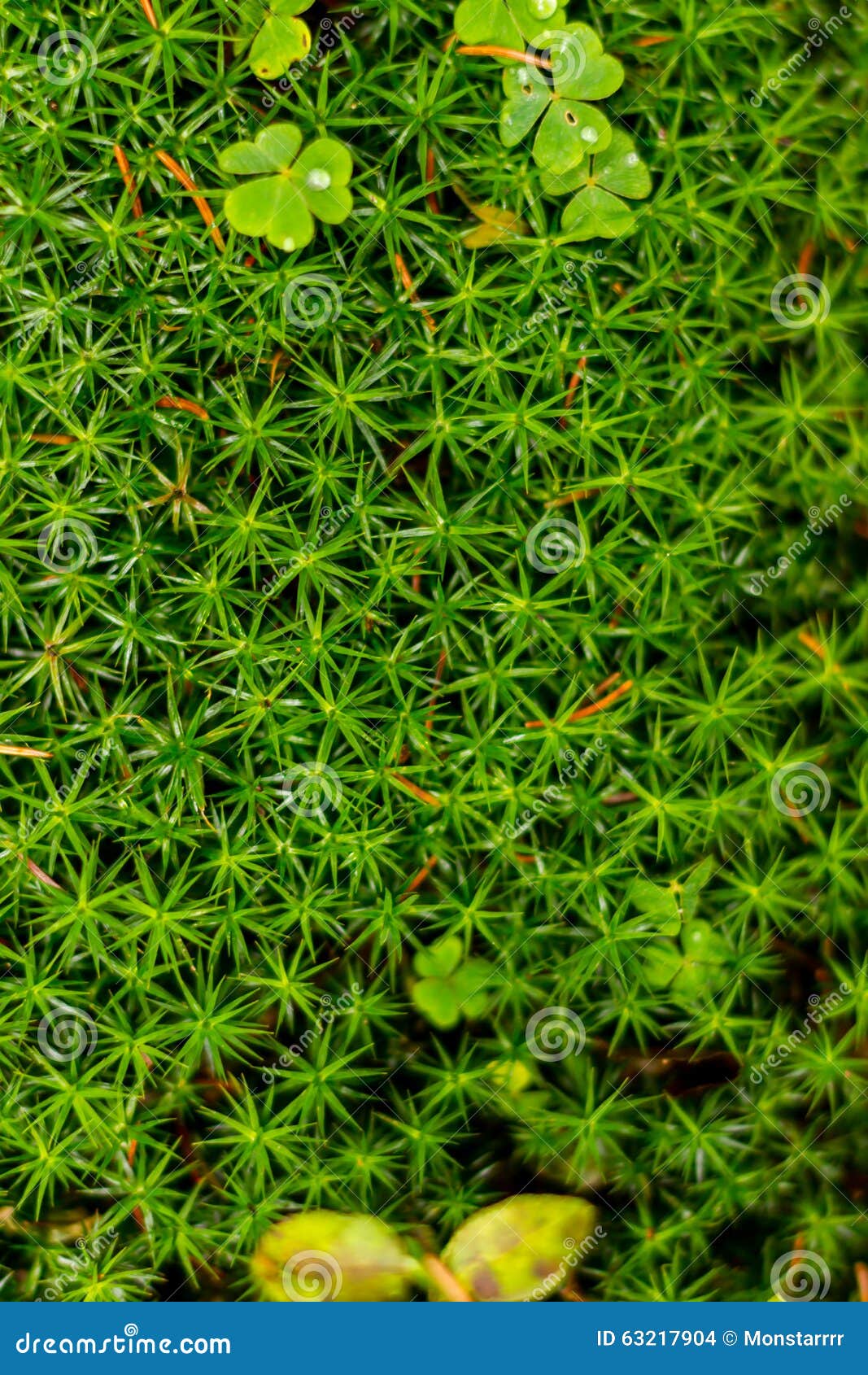 Green moss in the forest stock photo. Image of color - 63217904