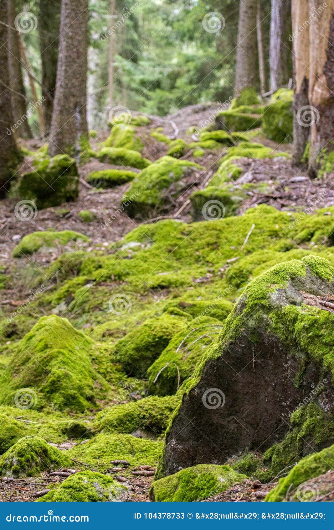 Green Moss on the Forest Floor Stock Image - Image of rock, floor ...