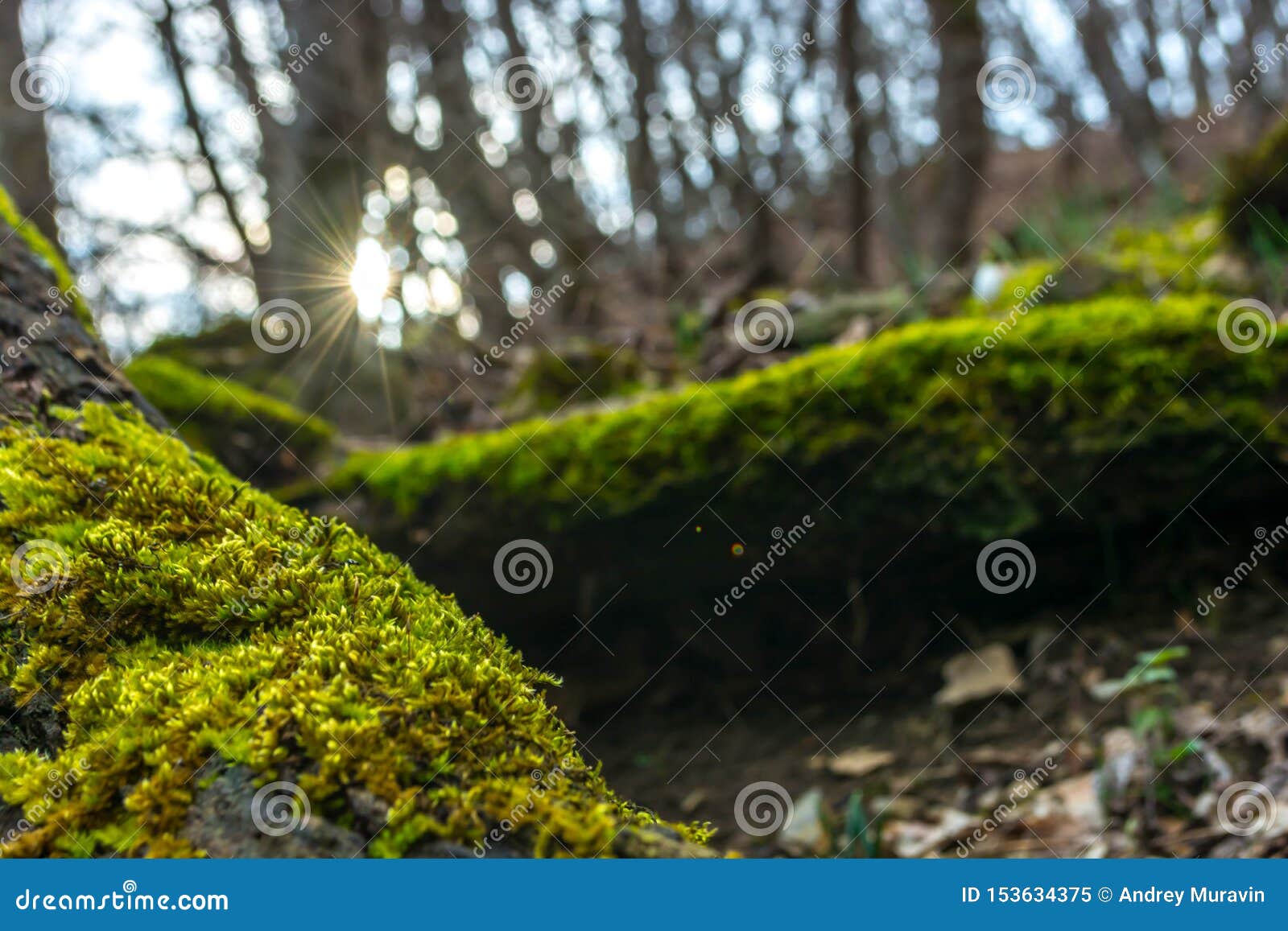 Green moss in the forest stock image. Image of texture - 153634375