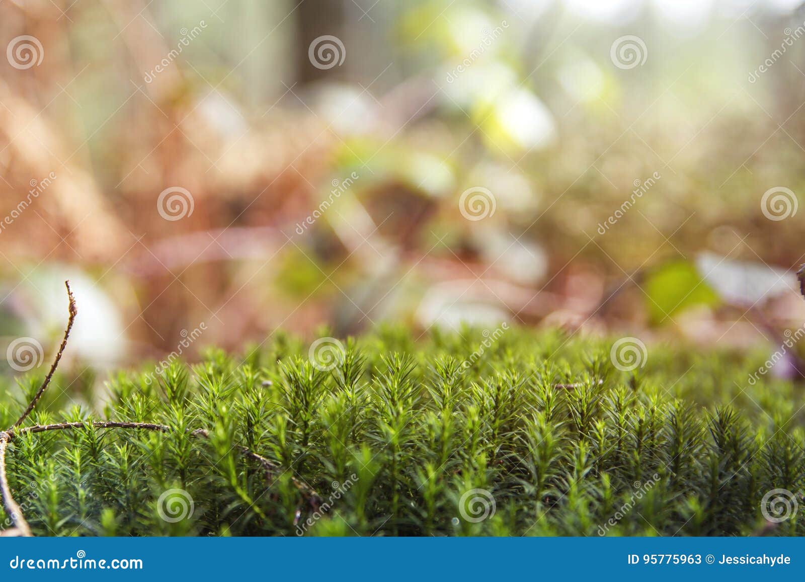 Green moss in the forest stock image. Image of forest - 95775963
