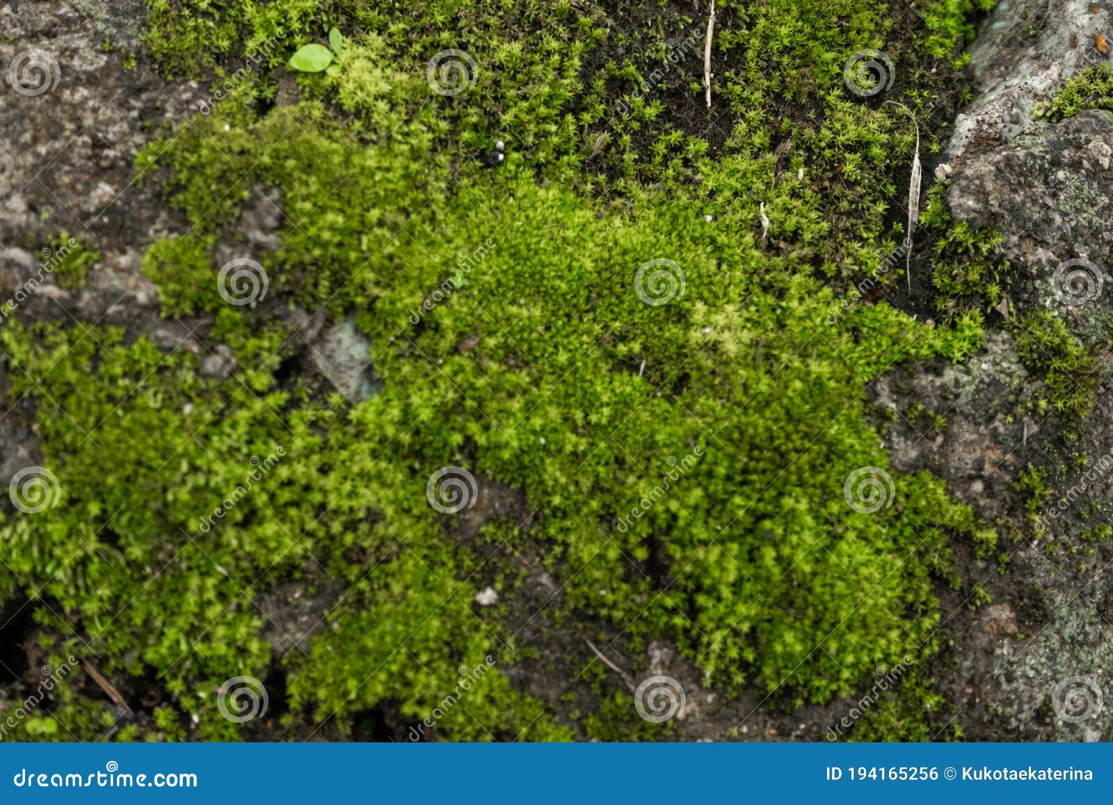 Green Moss in the Forest. Jungle Stones, Greenery Stock Photo - Image ...