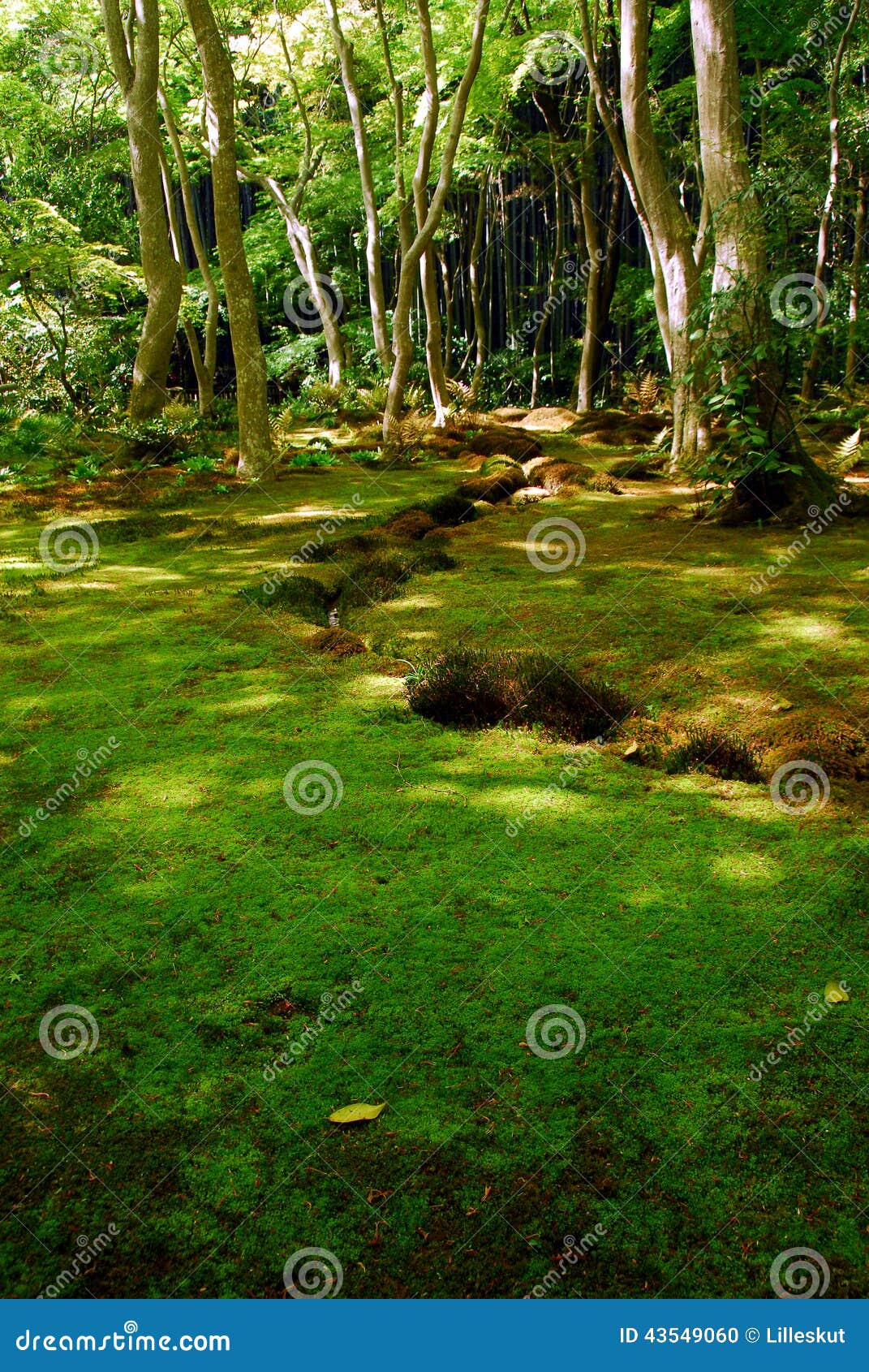 Green moss forest stock photo. Image of arashiyama, garden - 43549060