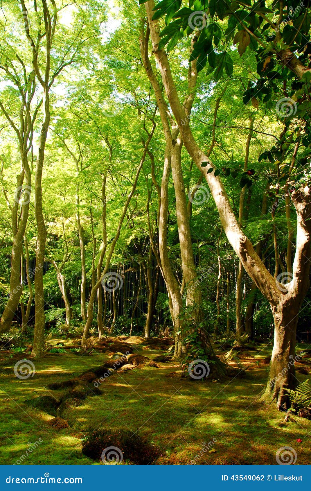 Green moss forest stock photo. Image of trees, kyoto - 43549062