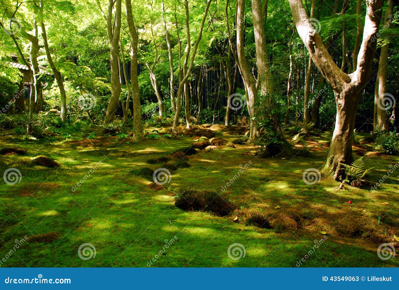 Green moss forest stock image. Image of moss, garden - 43549063