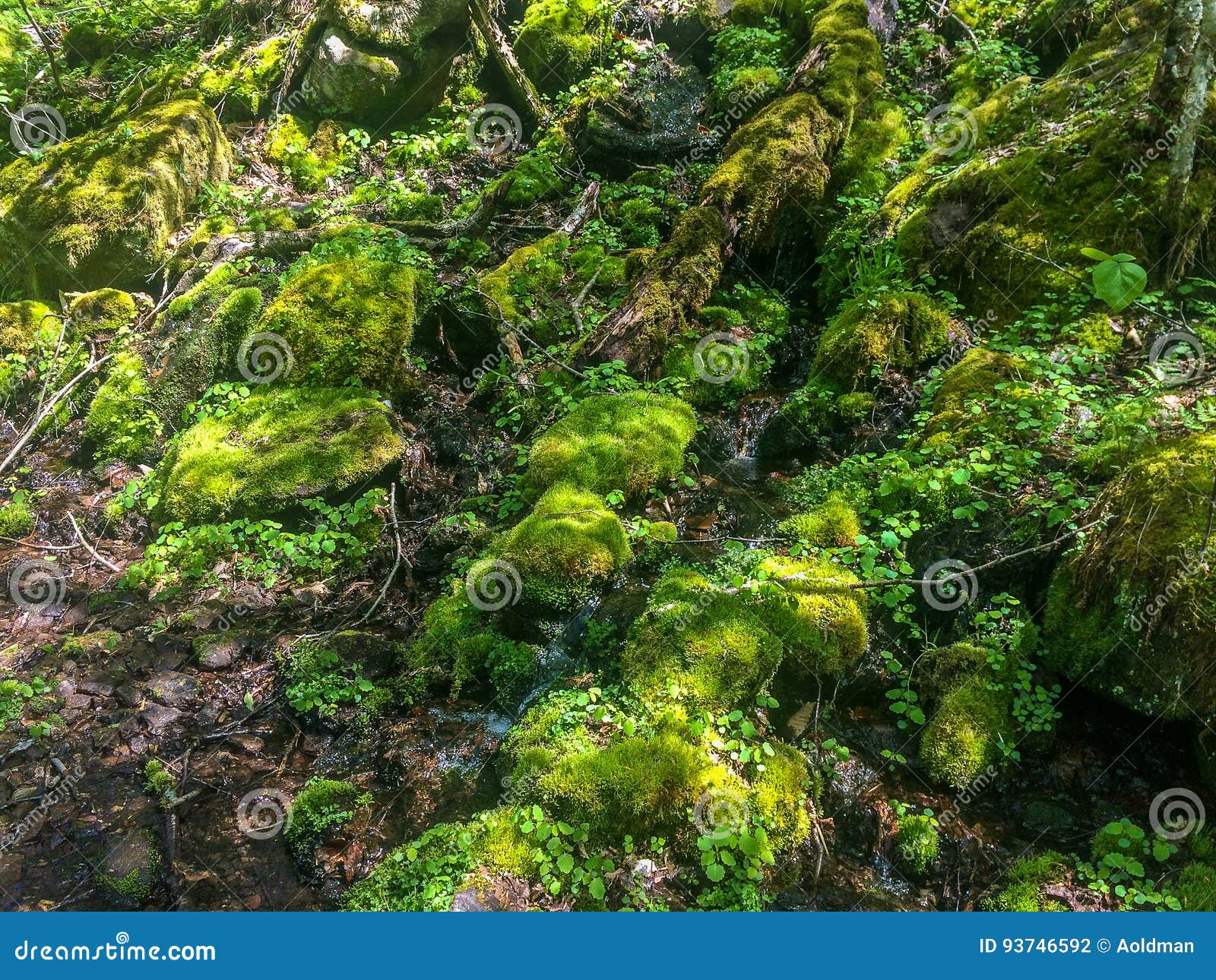 Green moss in the forest stock photo. Image of wood, national - 93746592