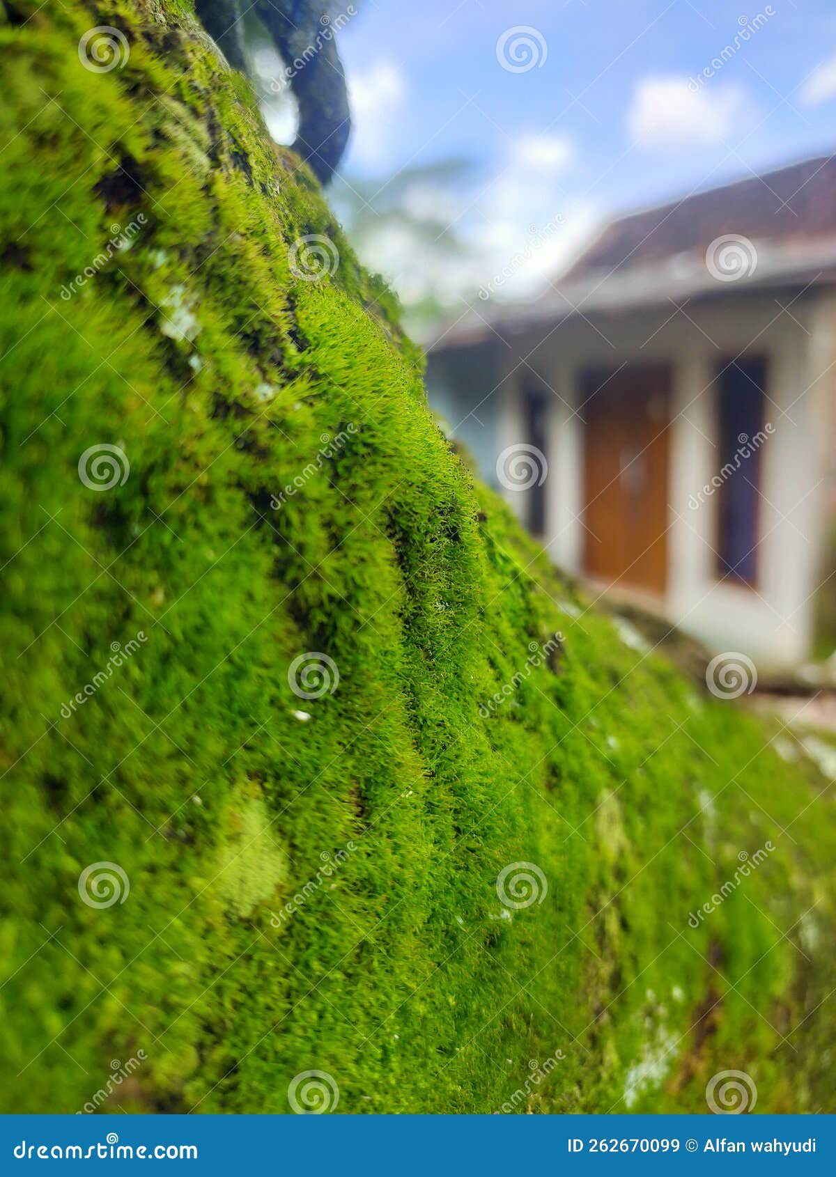 Green Moss in Front of a Beautiful House Stock Image - Image of branch ...