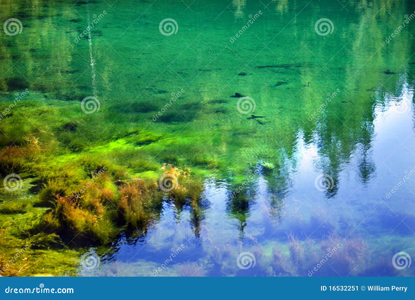 Green Moss Garden Underwater Gold Lake Abstract Stock Image - Image of ...