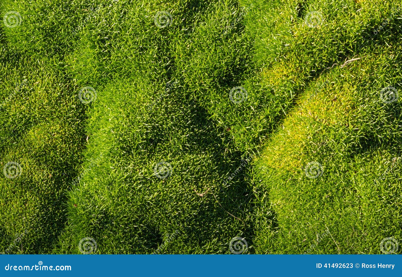 Green Moss Grass stock image. Image of garden, natural - 41492623