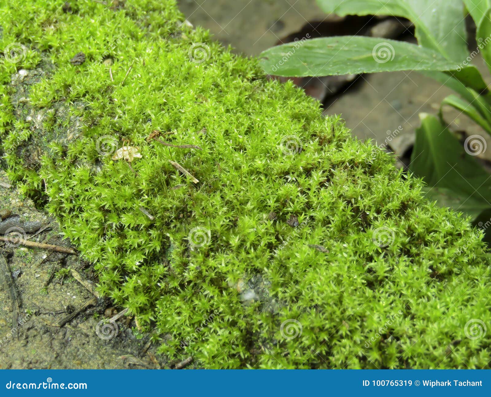 Green moss stock image. Image of nature, grass, growth - 100765319