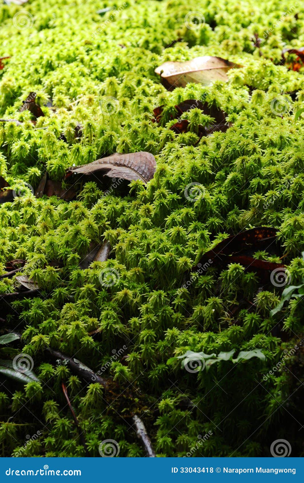 Green moss stock photo. Image of nature, green, stem - 33043418