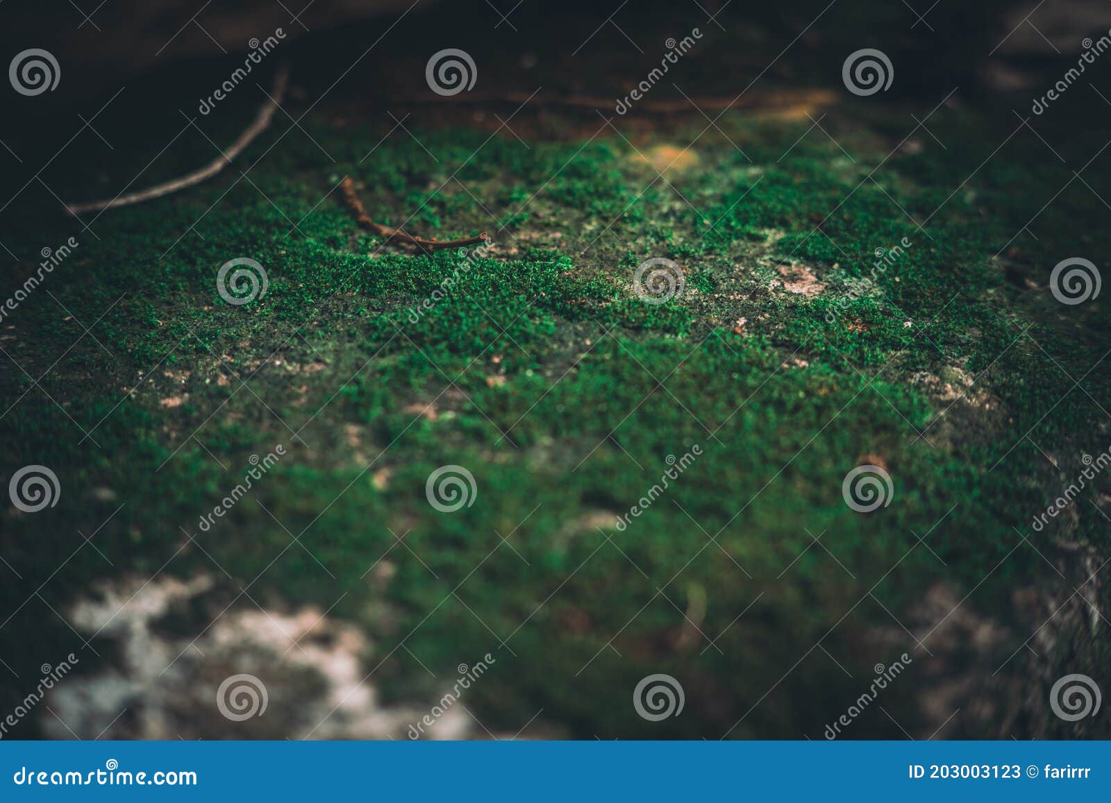 Green moss on the ground stock image. Image of autumn - 203003123