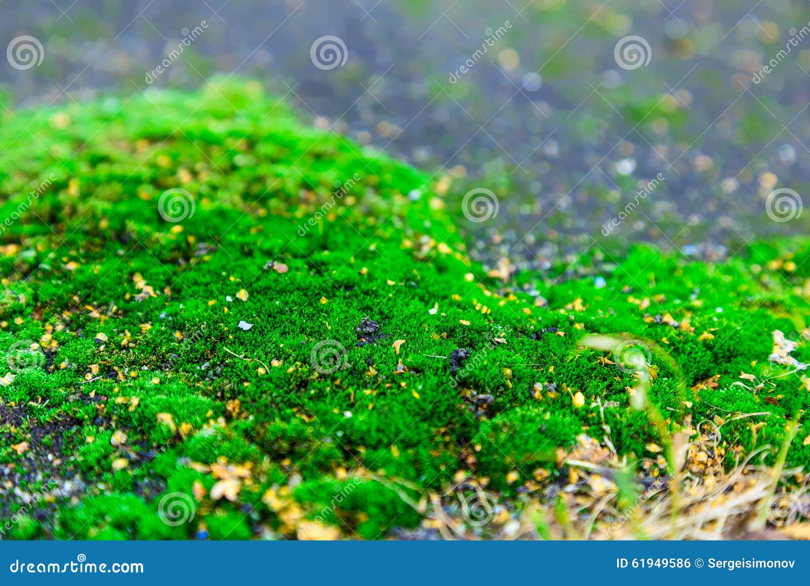 Green Moss on the Ground stock photo. Image of focus - 61949586