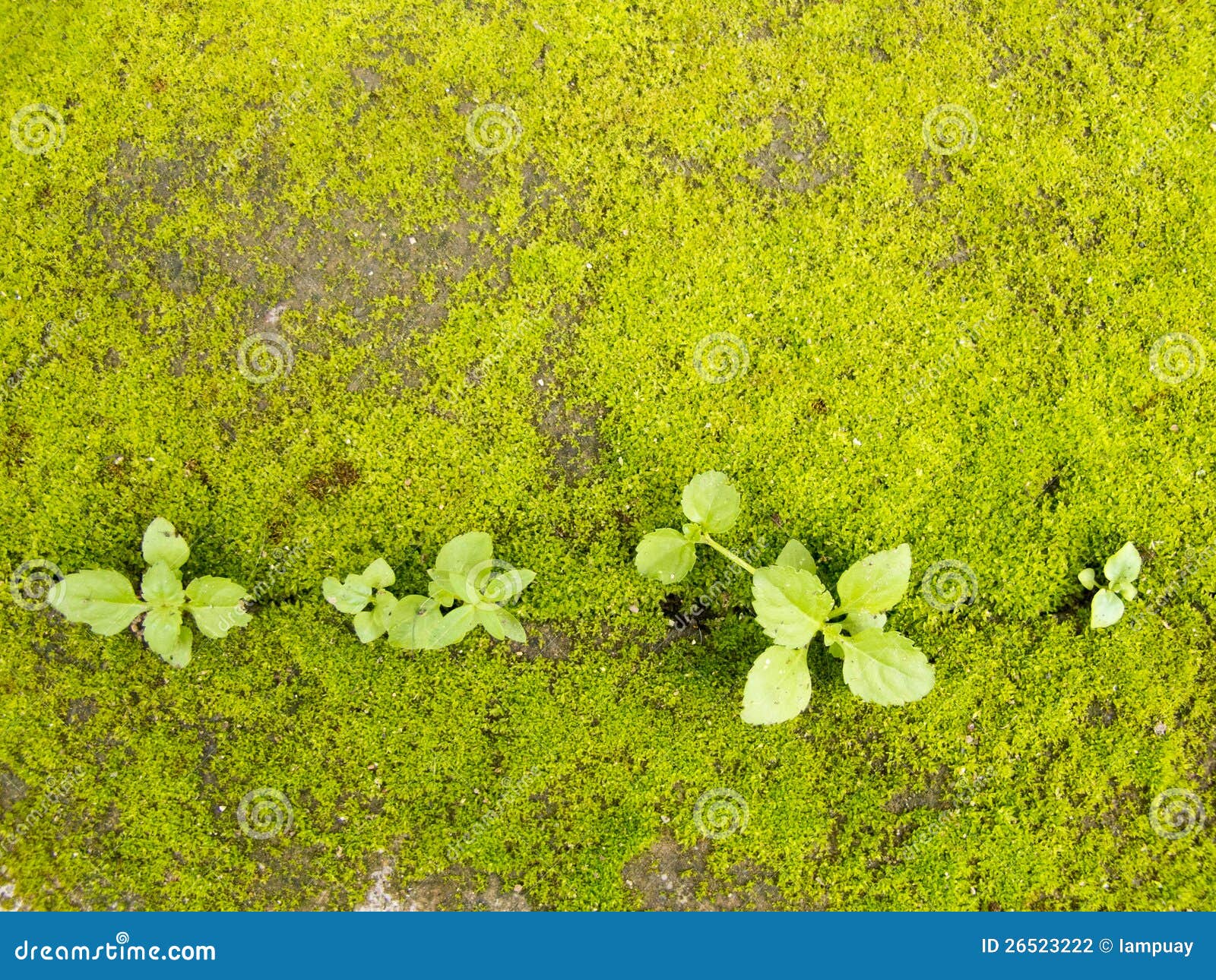 Green Moss on Ground with Plant Stock Photo - Image of grow, natural ...