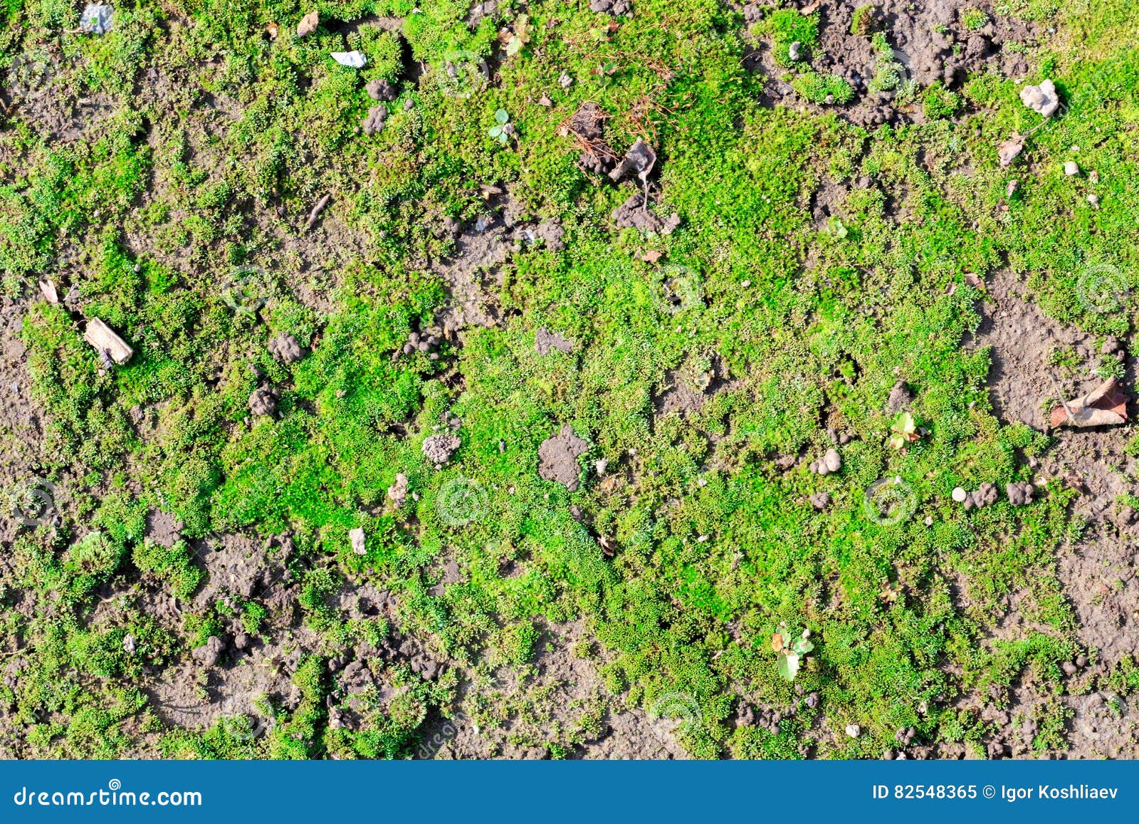 Green moss on the ground stock image. Image of abstract - 82548365
