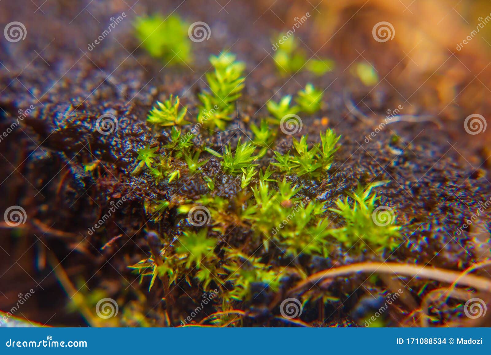 Green Moss Grow in High Humidity Stock Photo - Image of grass, grey ...