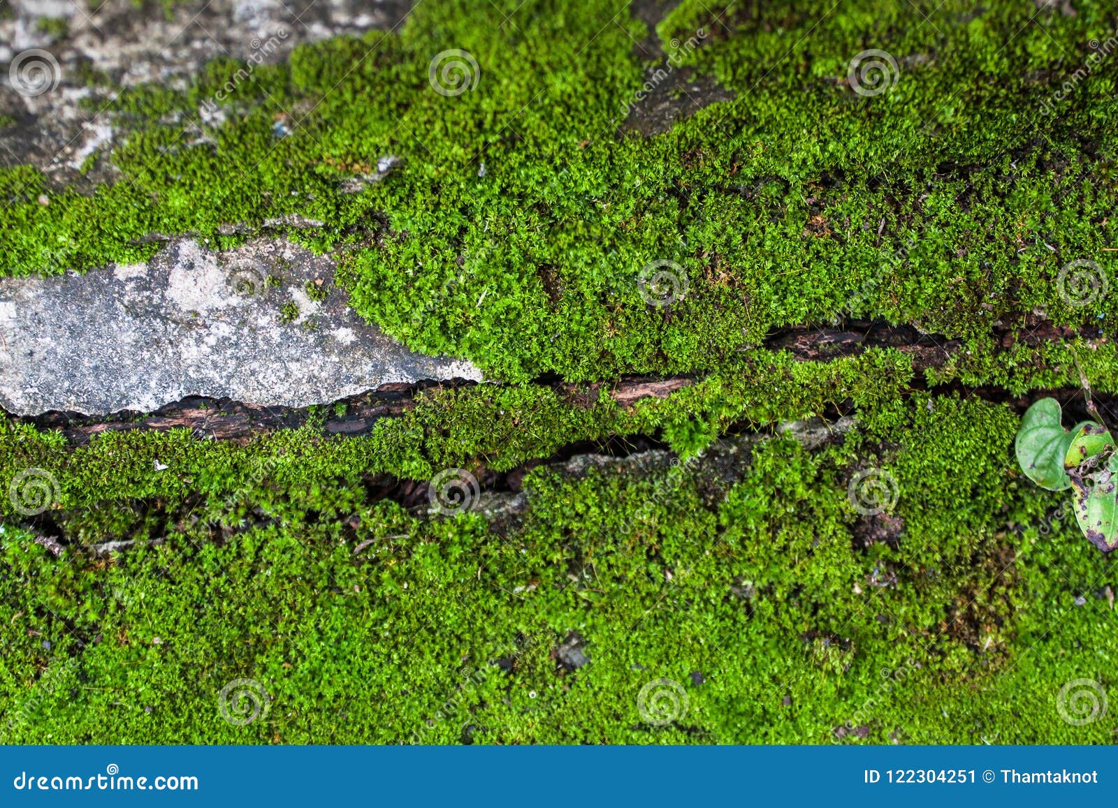 The Green Moss on the Ground with Cement Hydration Stock Image - Image ...