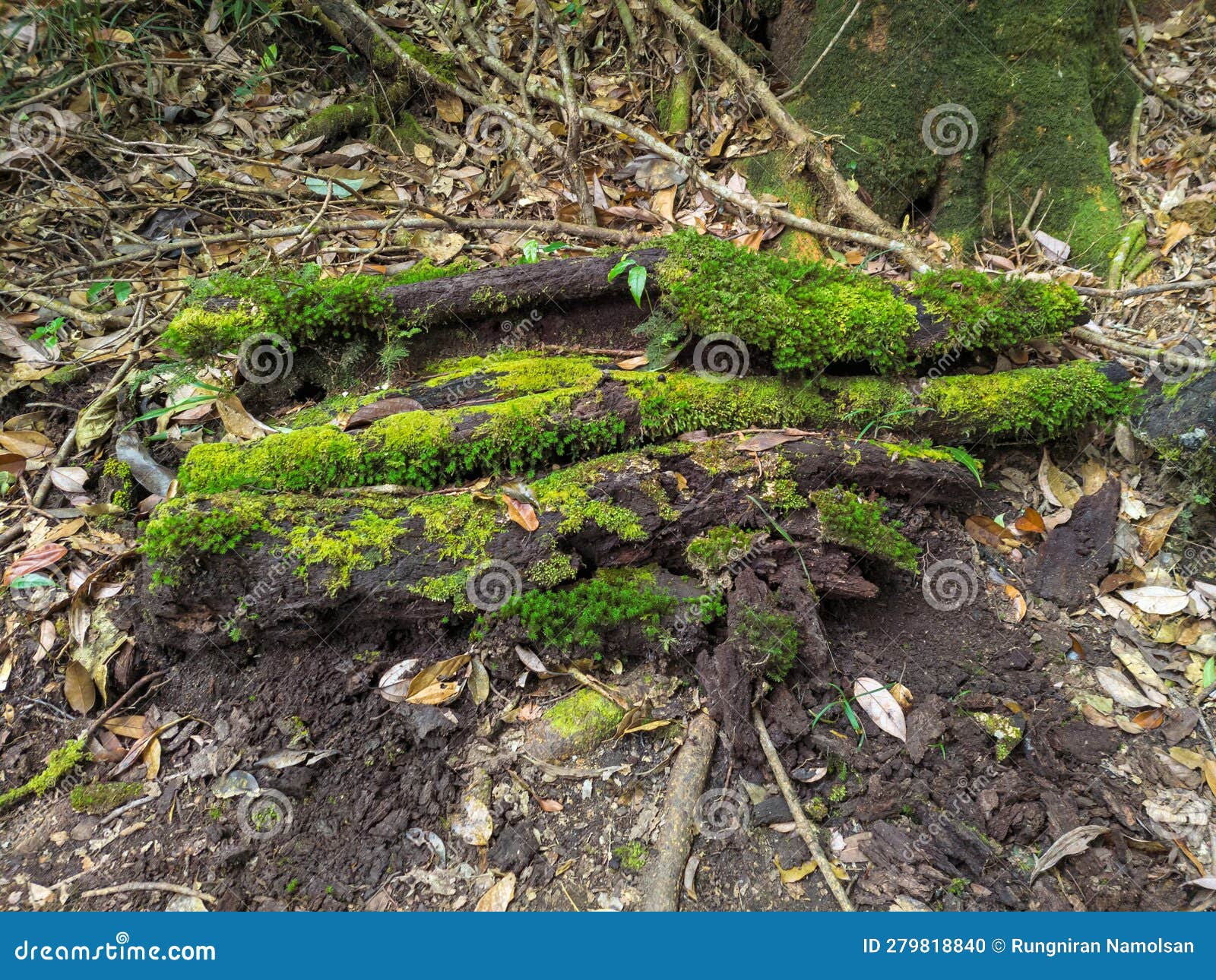 Green Moss Growing on Decayed Logs and Degrading Stock Photo - Image of ...