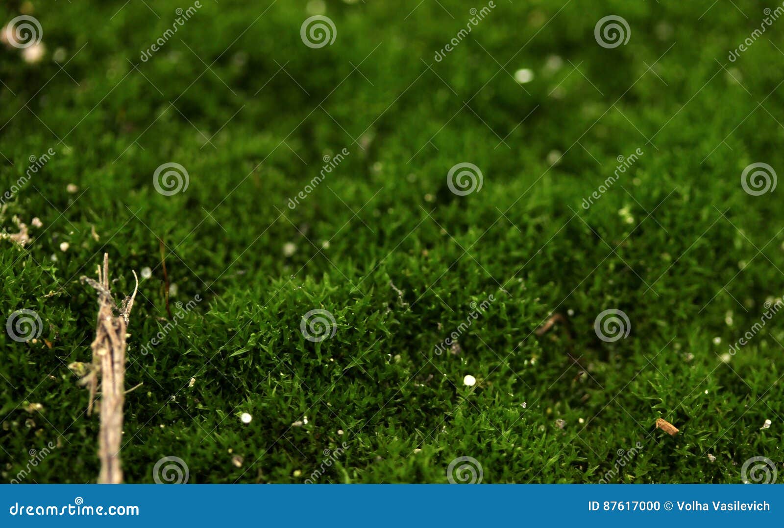 Green Moss Growing on the Ground Close-up Stock Photo - Image of ...