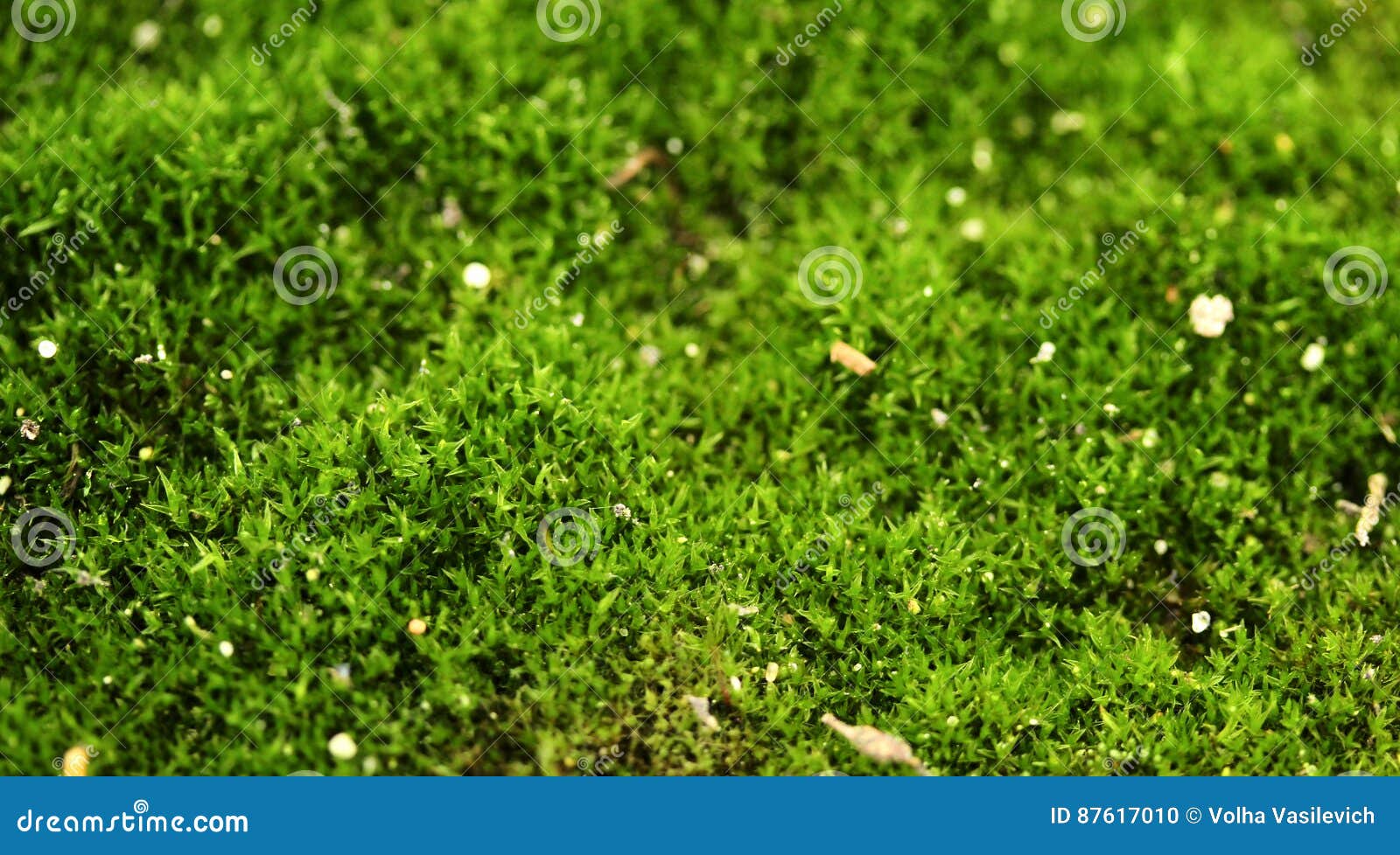 Green Moss Growing on the Ground Close-up Stock Photo - Image of flora ...
