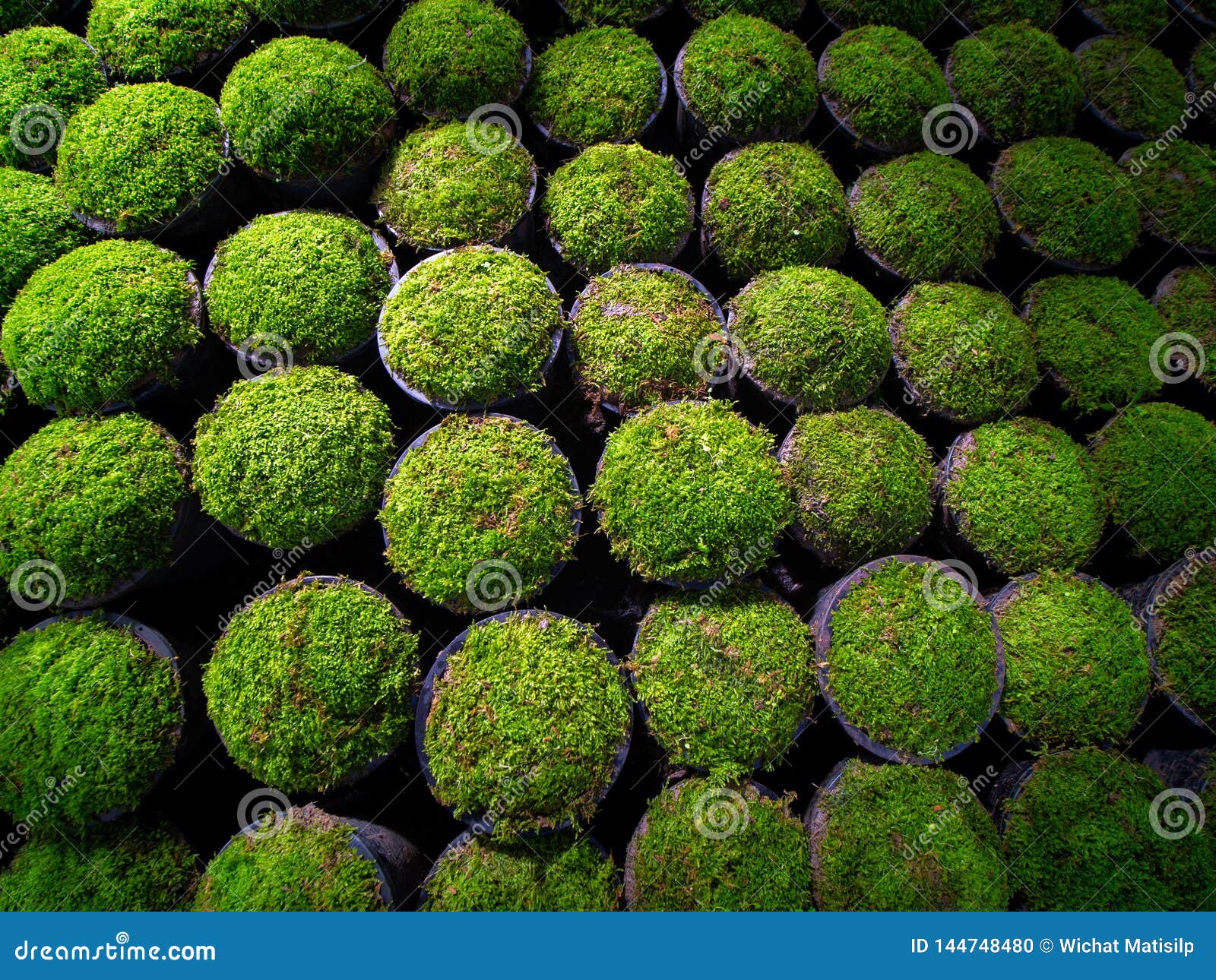 Green Moss Growing in the Pots Stock Photo - Image of covered, leaf ...
