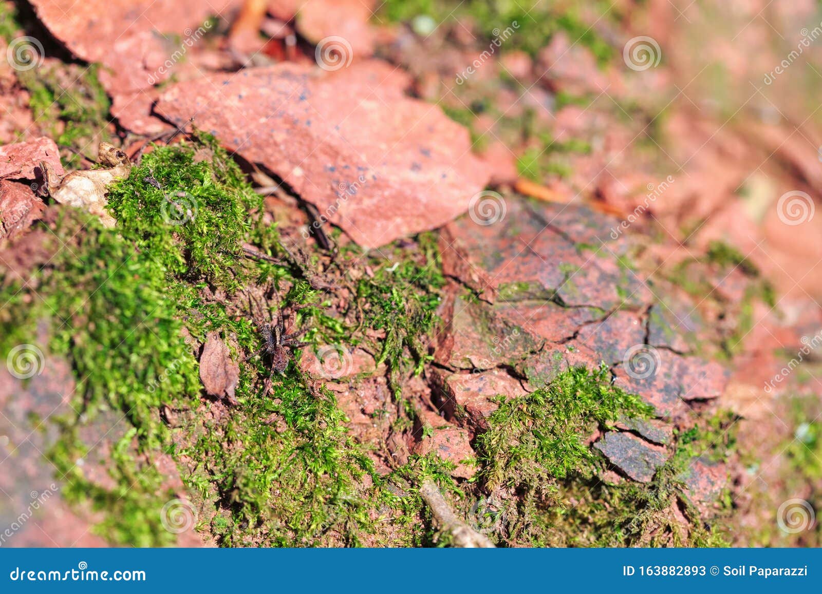Moss on red sandstone stock image. Image of aging, habitat - 163882893