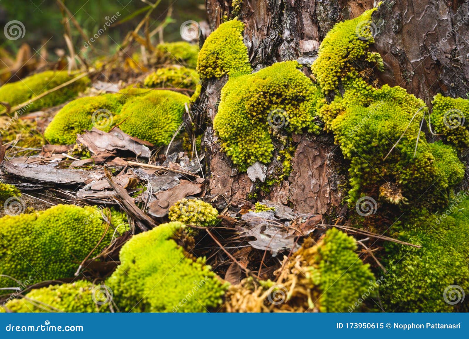 Green Moss is Growing at the Root of the Tree. Moss Texture in Nature ...