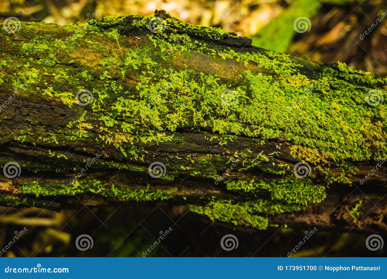 Green Moss is Growing at the Root of the Tree. Moss Texture in Nature ...