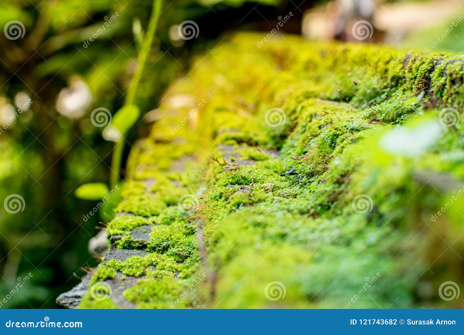 Green Moss Growing on the Stone. Stock Photo - Image of textured ...