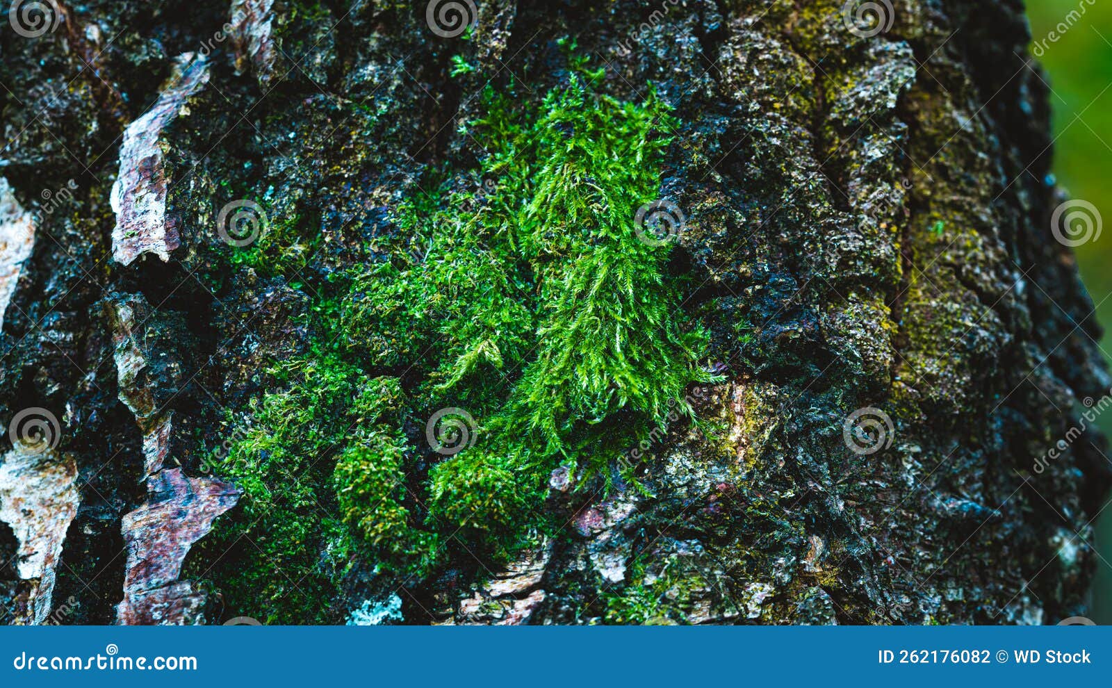 Green Moss Growing on a Tree Stock Photo - Image of flora, branch ...