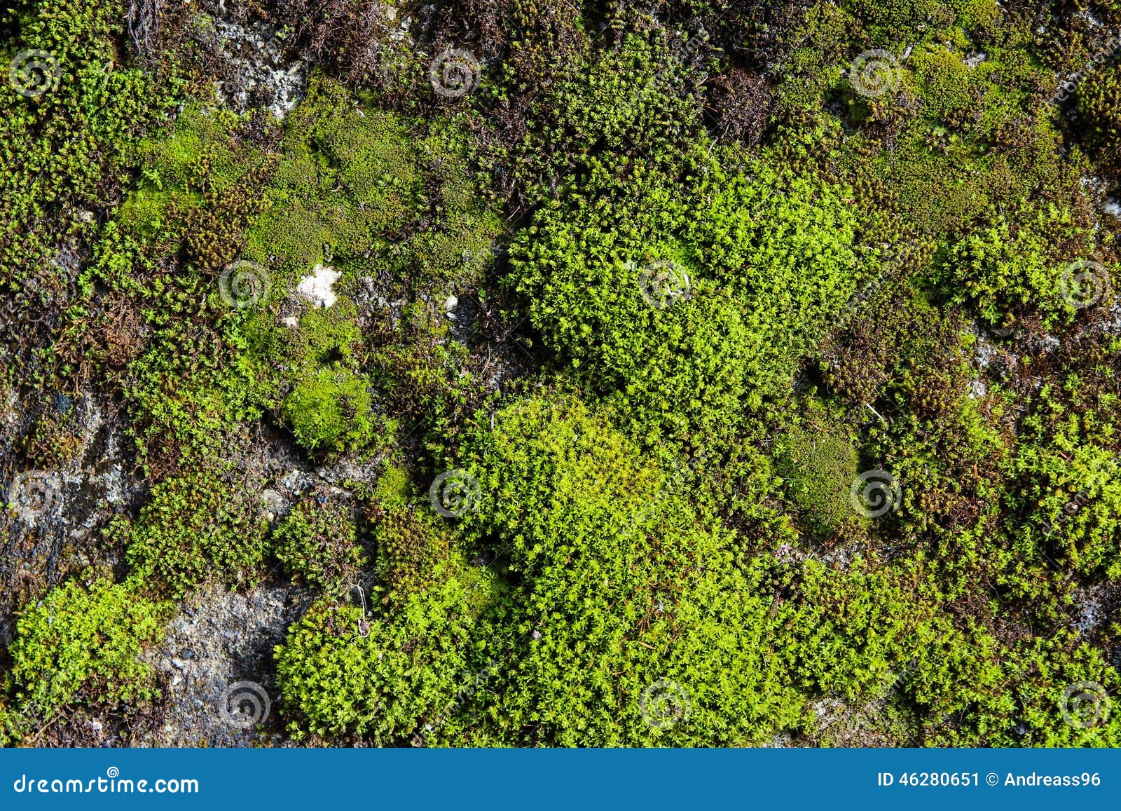Green Moss stock image. Image of forest, moss, nature - 46280651