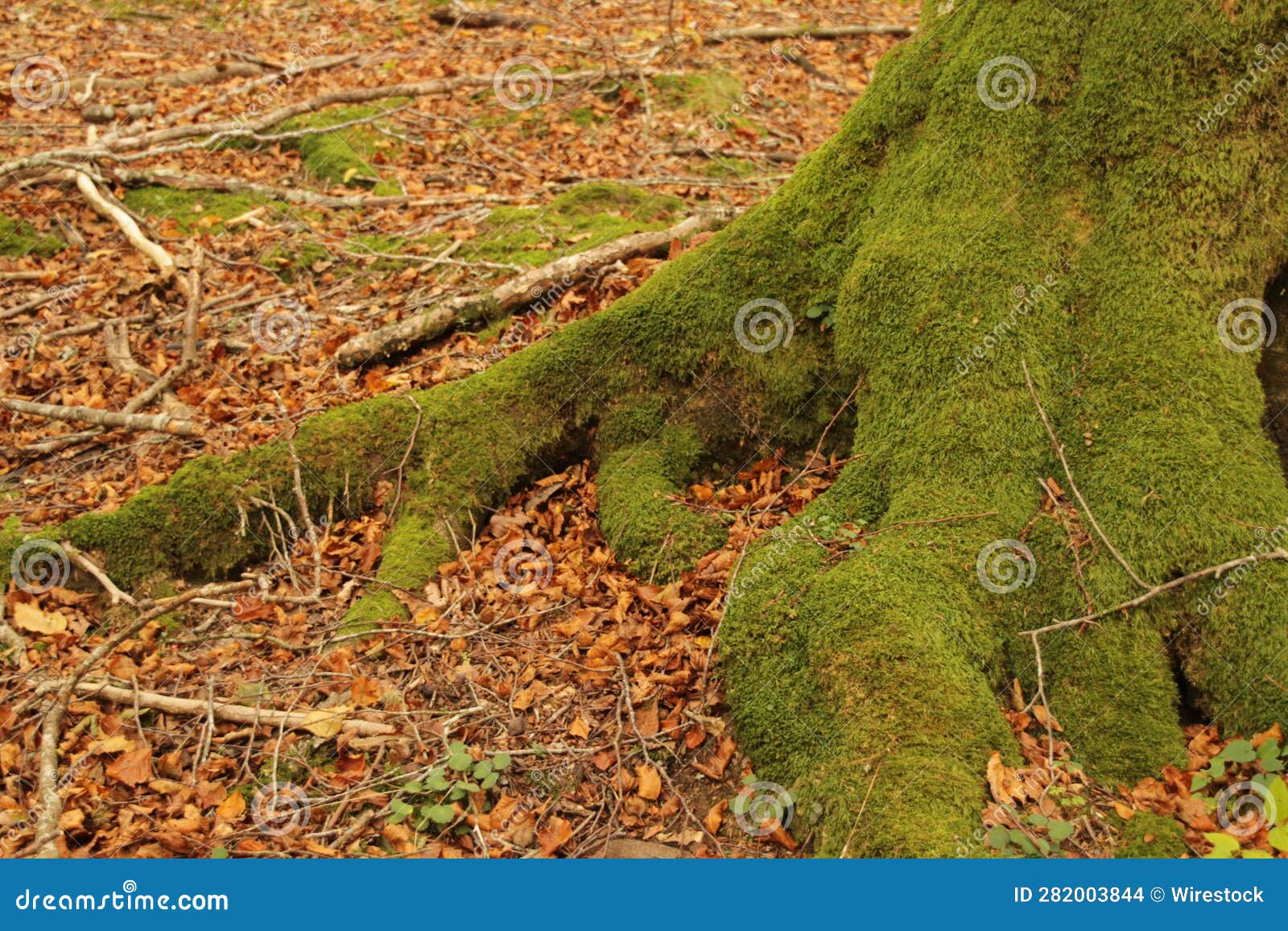 Green Moss Grows on the Base of an Old Tree Trunk Stock Photo - Image ...