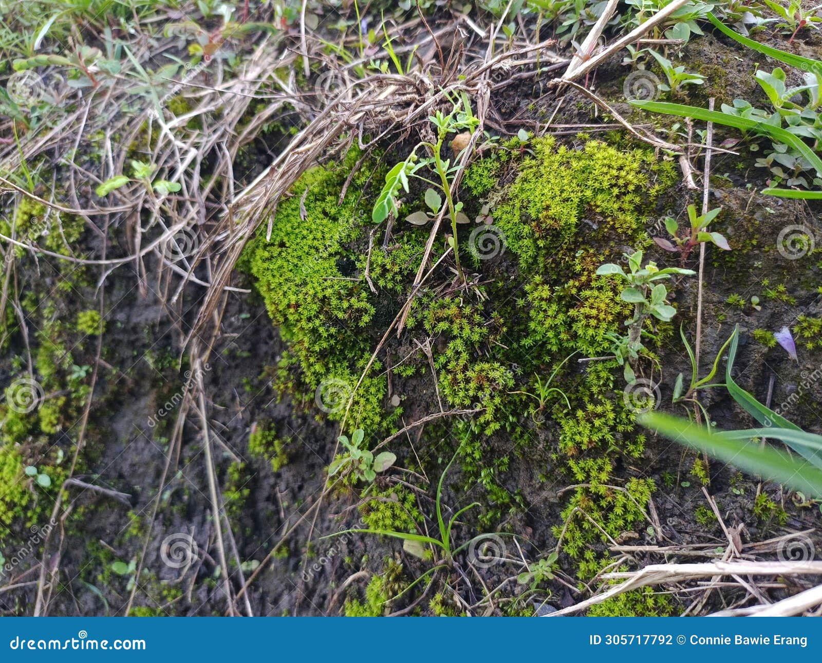 The Green Moss that Grows on the Ground. Moist Soil Stock Photo - Image ...