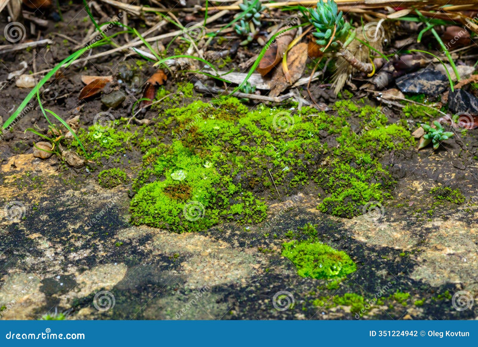 Green Moss Grows on Natural Shell Stones, Ukraine Stock Photo - Image ...