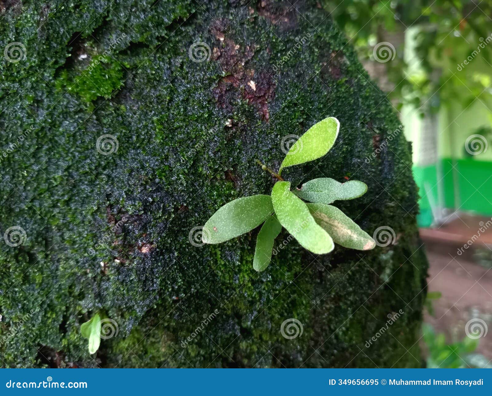 Green Moss that Grows and Sticks To Tree Trunks. There are Also ...