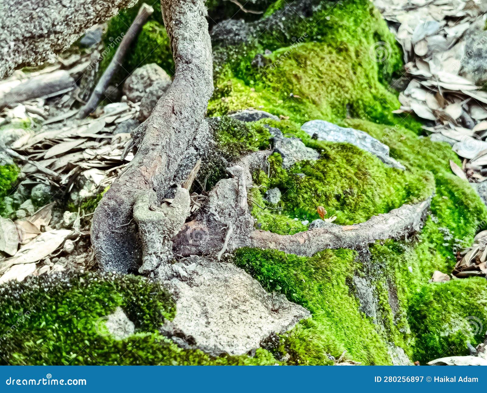 Green Moss Grows between Tree Roots and Rocks Stock Image - Image of ...