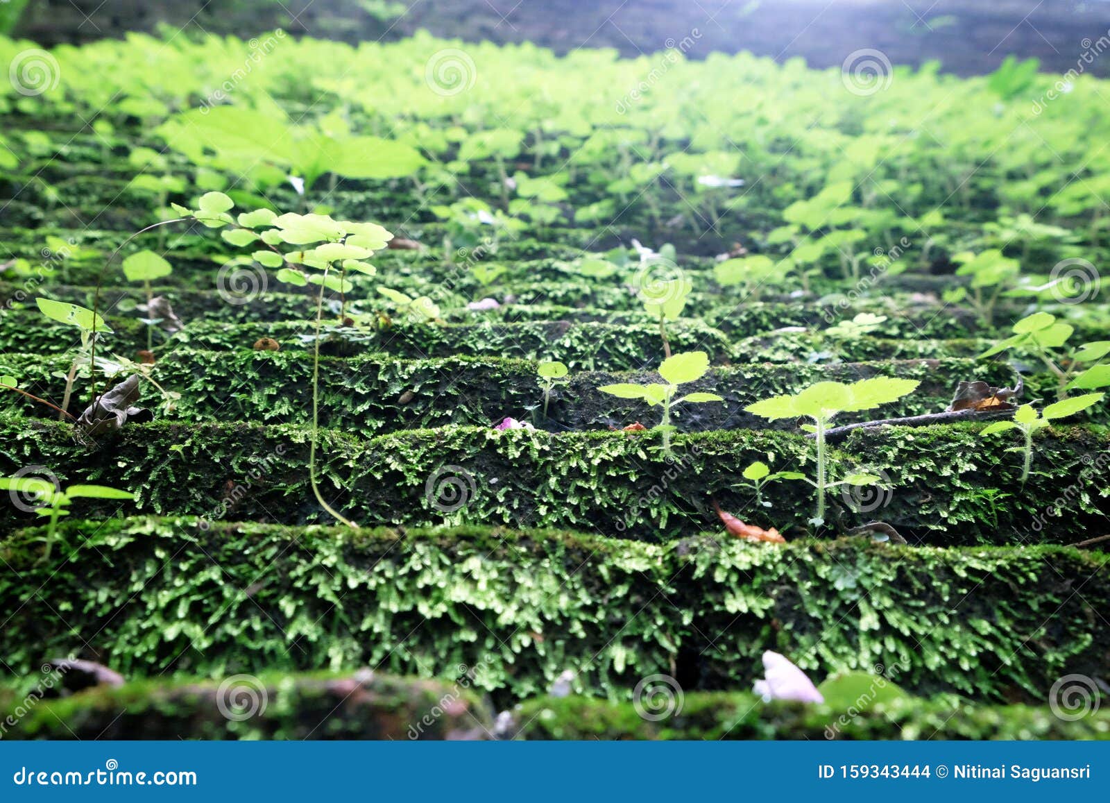 Green Moss Grows Up Over the Ground and Lumps in the Forest. Full of ...