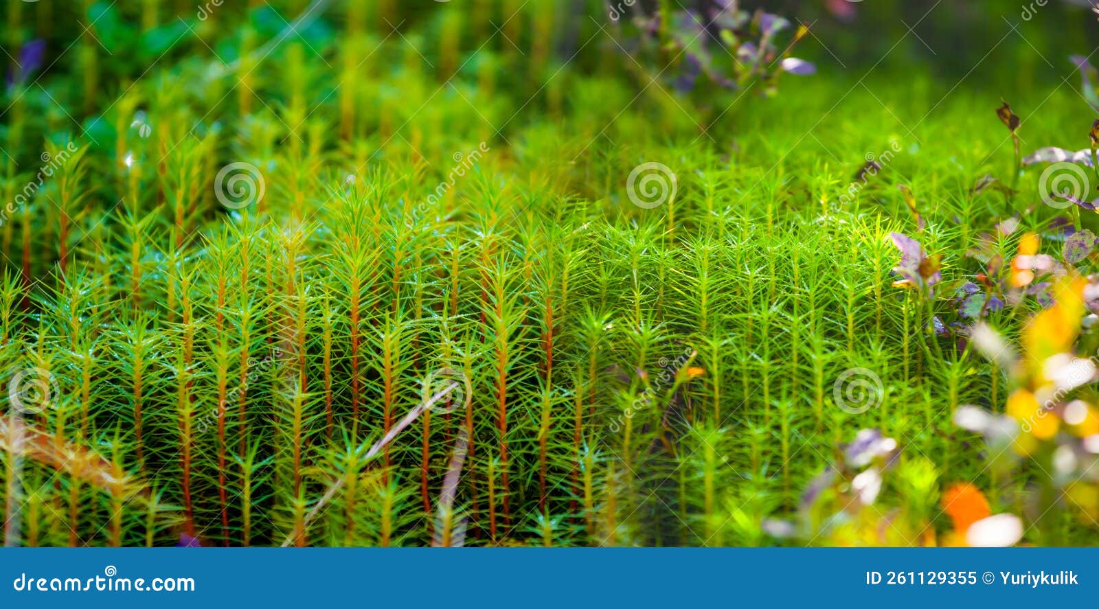 Green Moss Growth in Forest Stock Image - Image of plant, beauty: 261129355