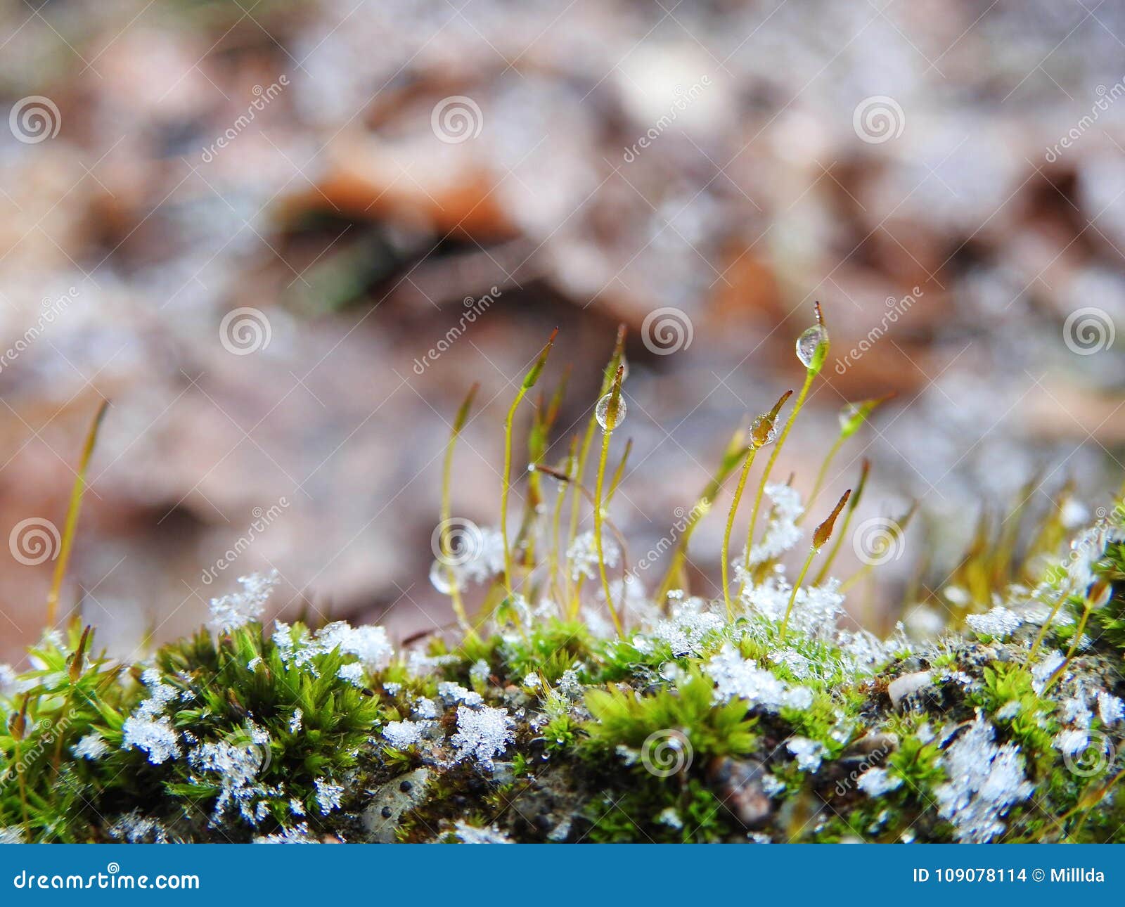 Green Moss with Ice and Snow, Lithuania Stock Photo - Image of water ...