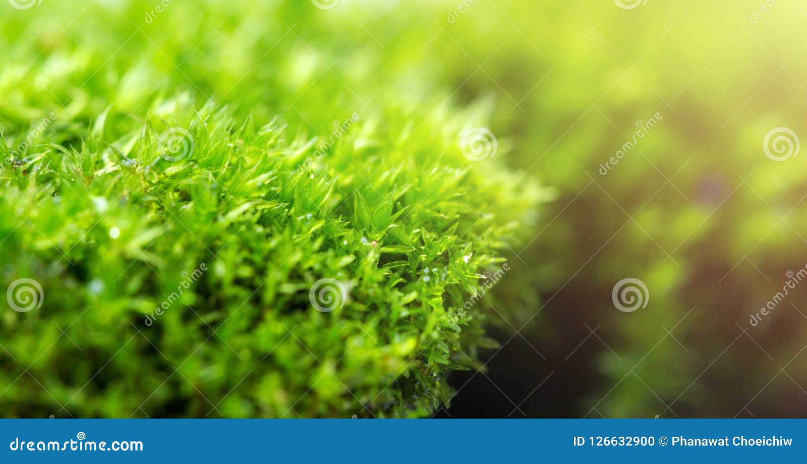 Green Moss Isolated on White Background Close Up. Stock Photo - Image ...