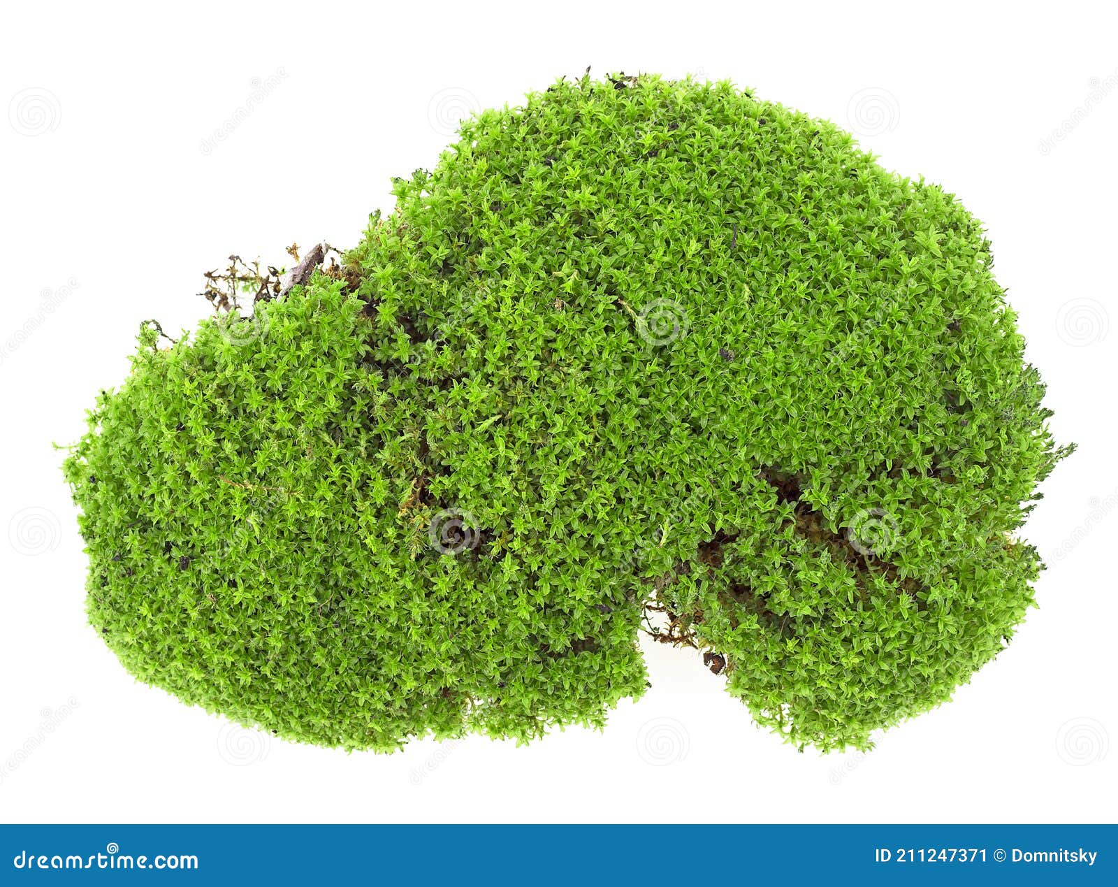 Green Moss Isolated on White Background, Top View. Piece of Green Moss ...