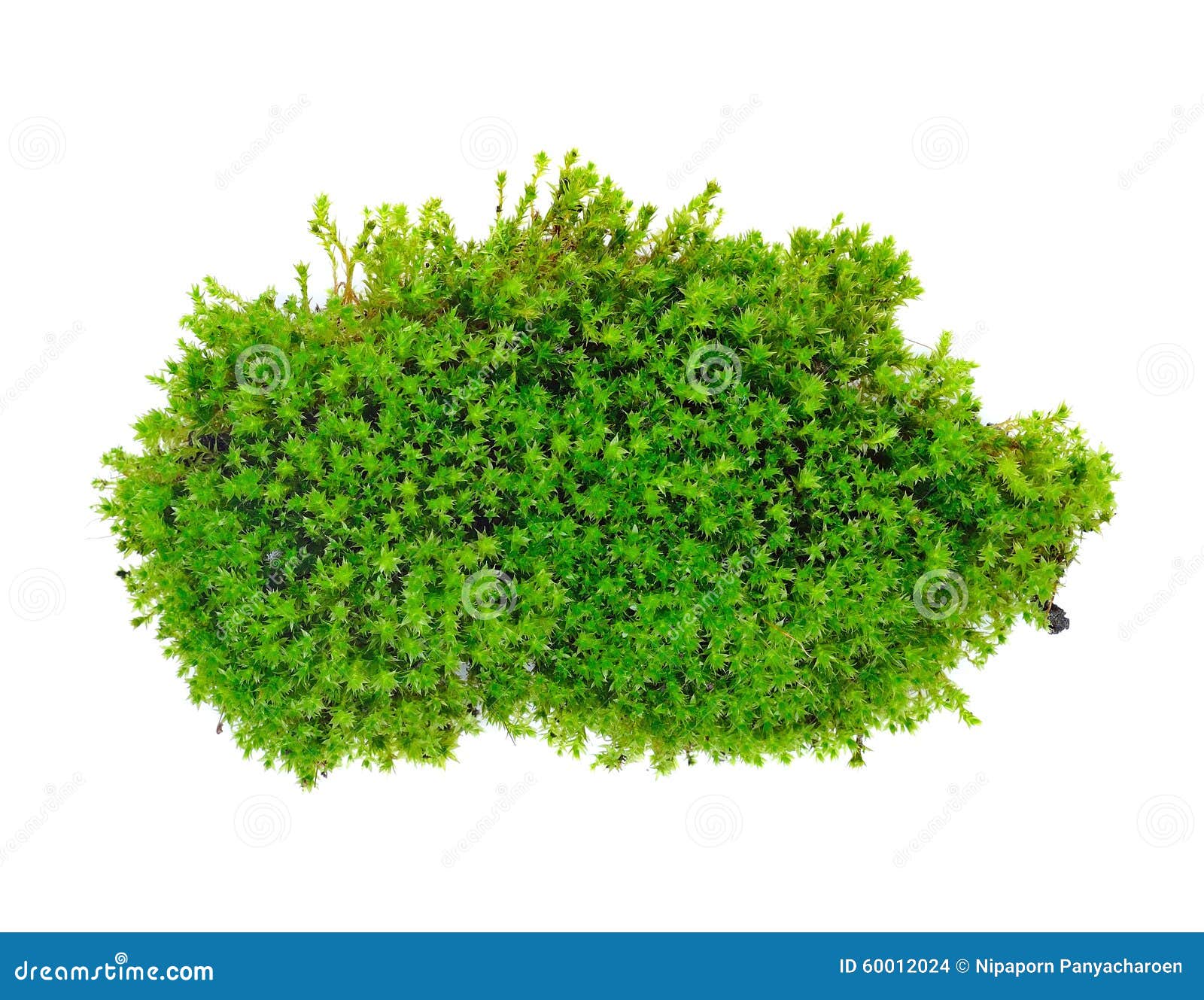 Green moss stock photo. Image of fresh, earth, nature - 60012024
