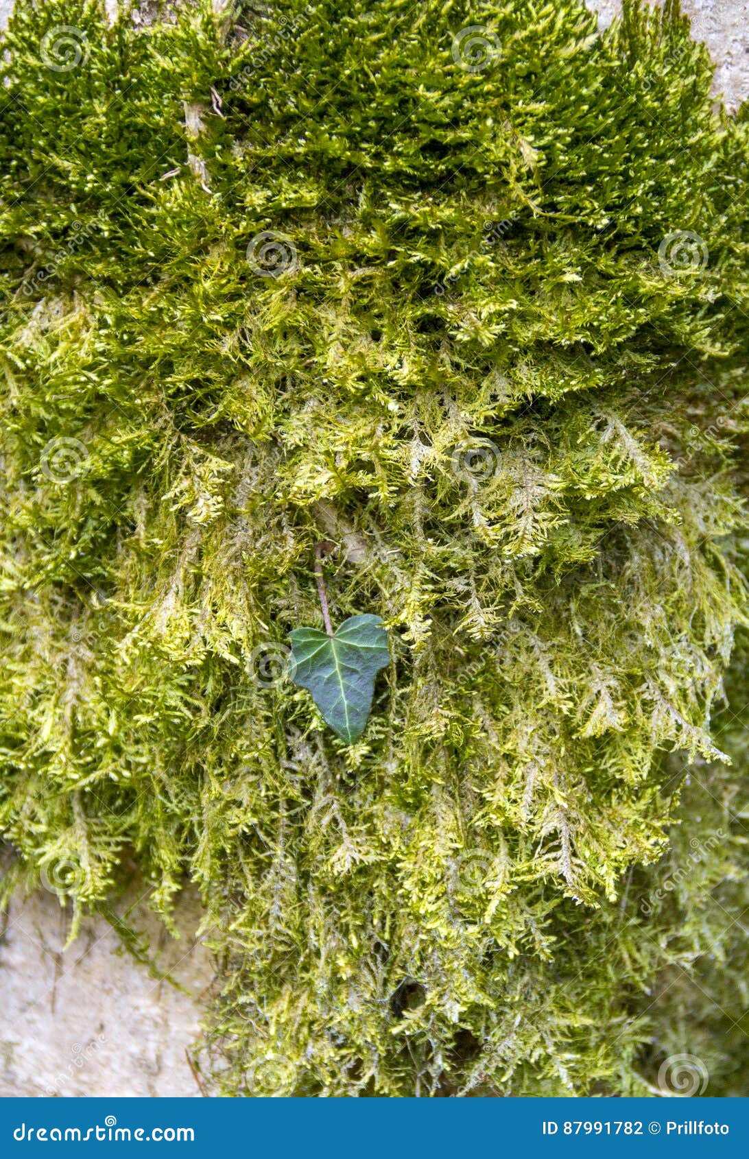 Green moss and ivy leaf stock photo. Image of sporangium - 87991782