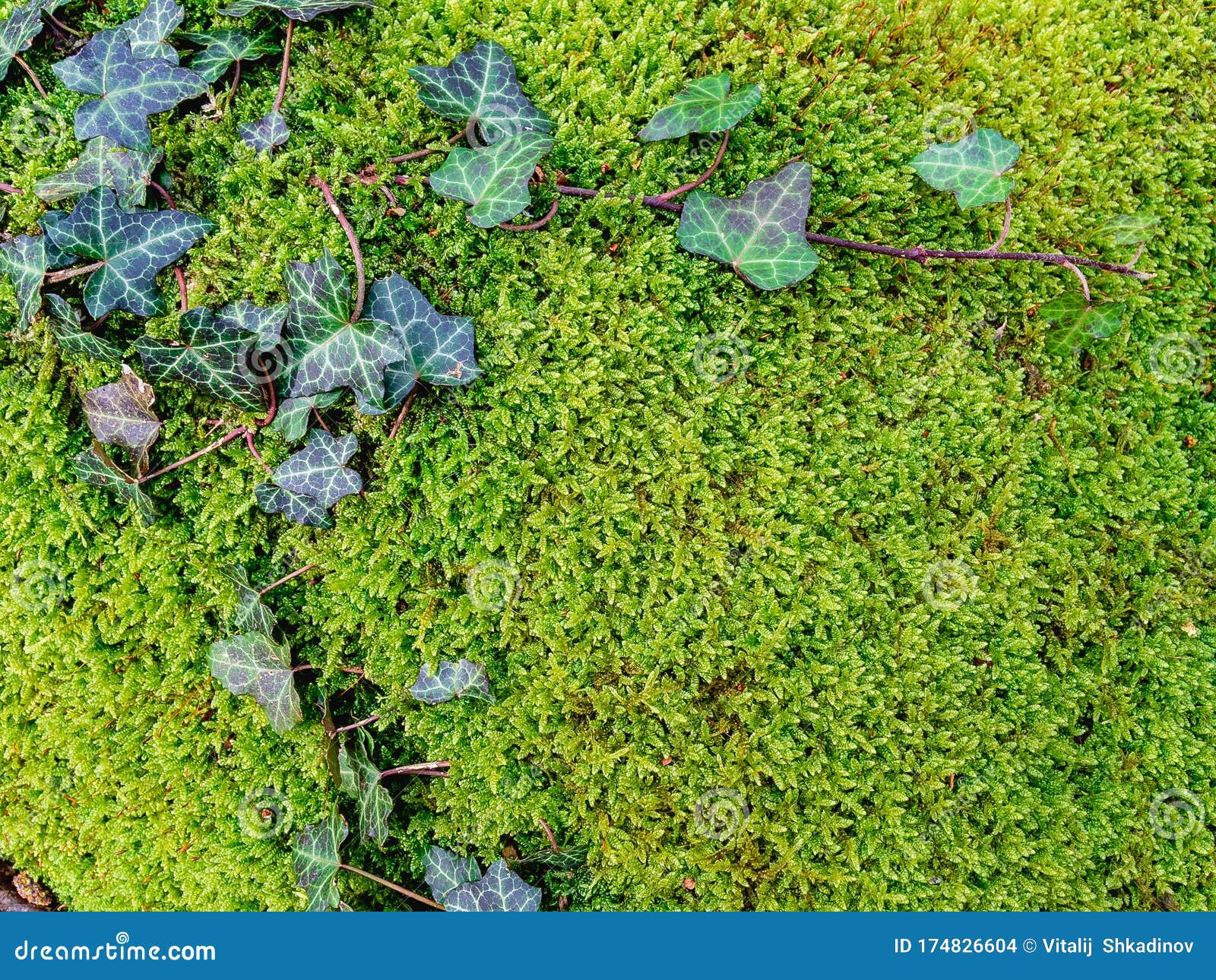 Green moss with ivy vine. stock photo. Image of architecture - 174826604