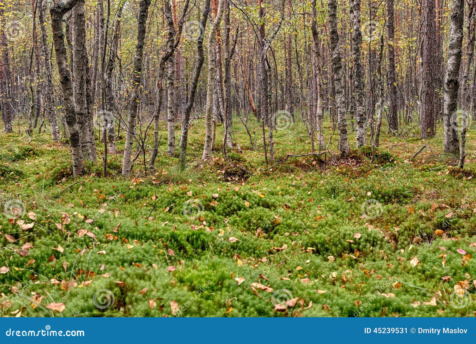 Green moss stock image. Image of view, nature, birch - 45239531
