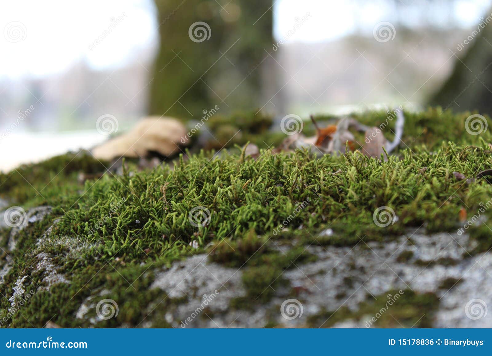 Green Moss on large rock stock photo. Image of leaves - 15178836